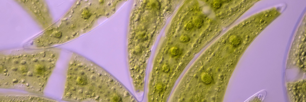 Home | Microscopie van de Natuur Home | Microscopie van de Natuur